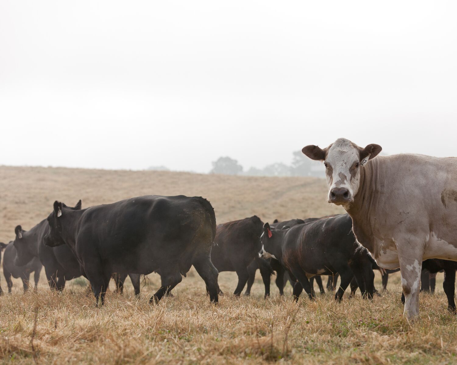 Terrain | Heifer Retention Likely Too Low to Bolster Beef Cow Herd