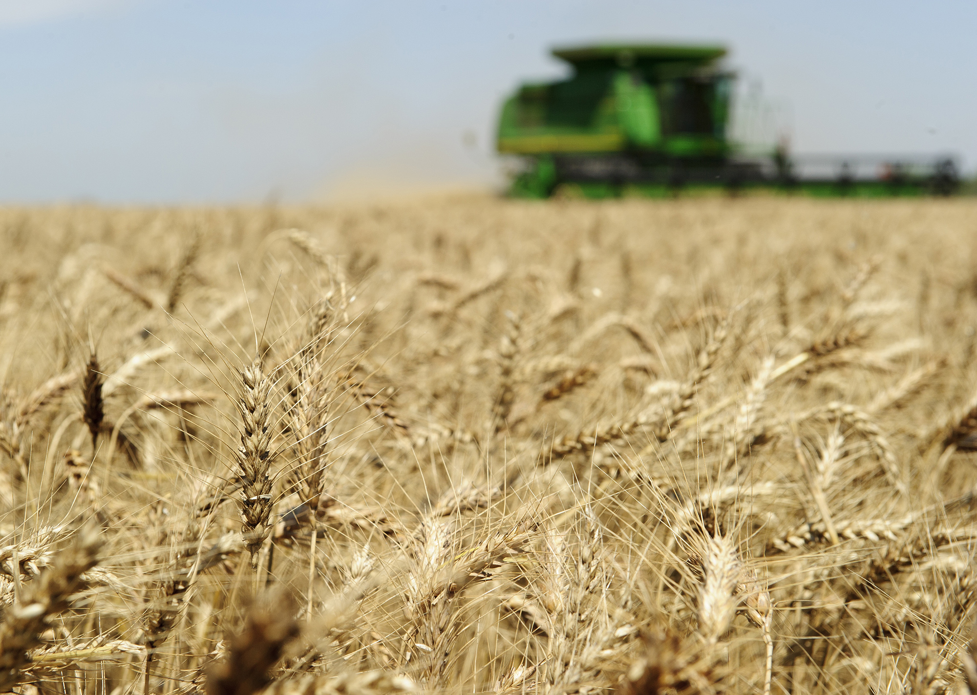 Terrain | Wheat Is Catching a Ride on the Corn Train