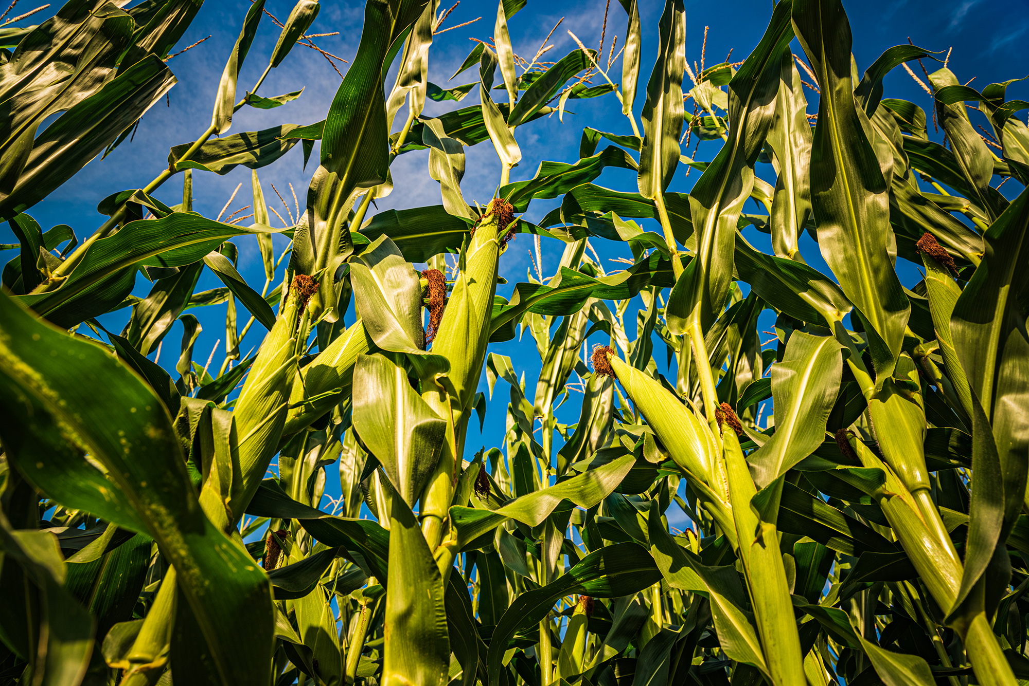 Terrain | Corn Production Takes the Wheel as Demand Remains Tepid