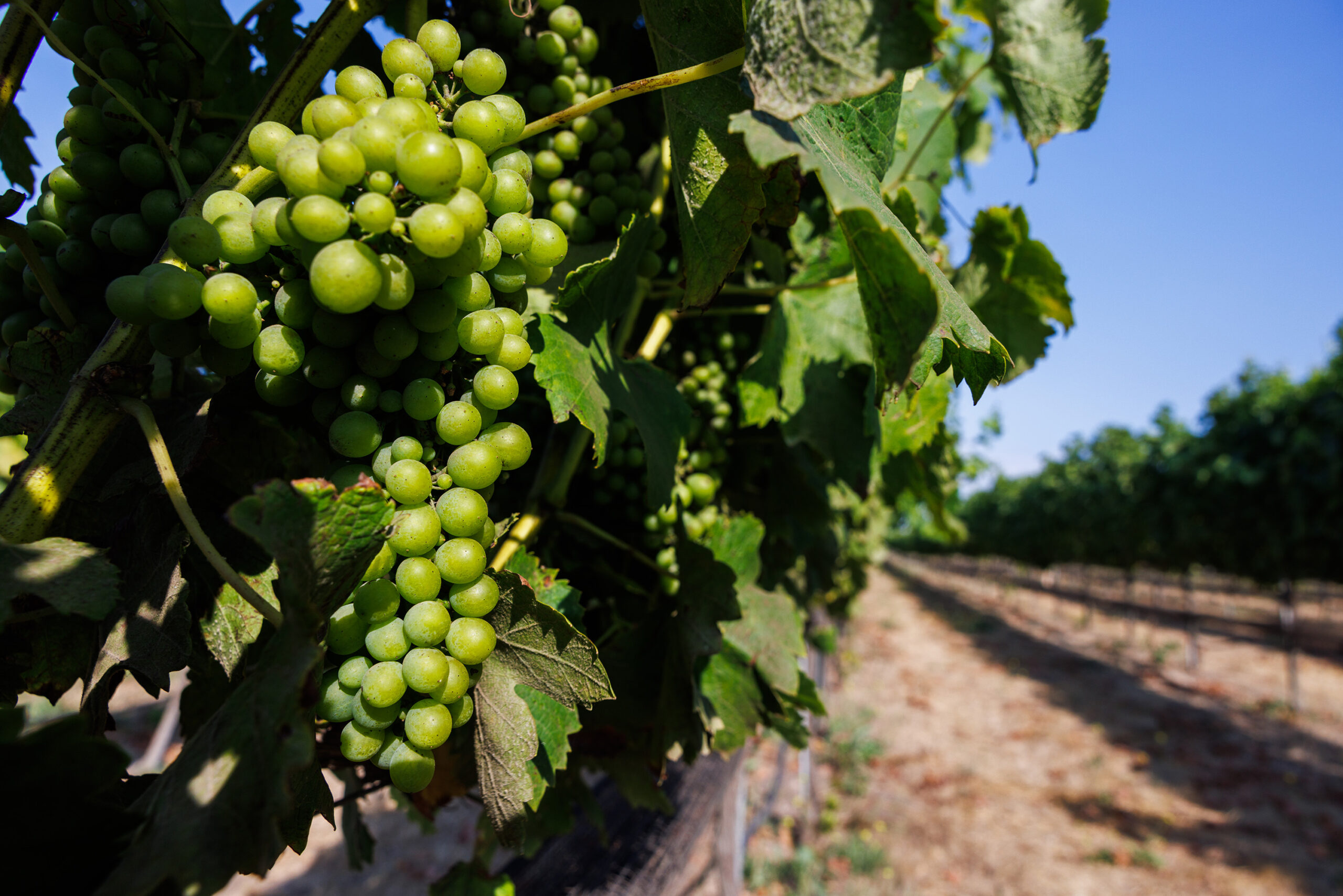 Terrain | No Signs of a Turning Point Yet for Wine