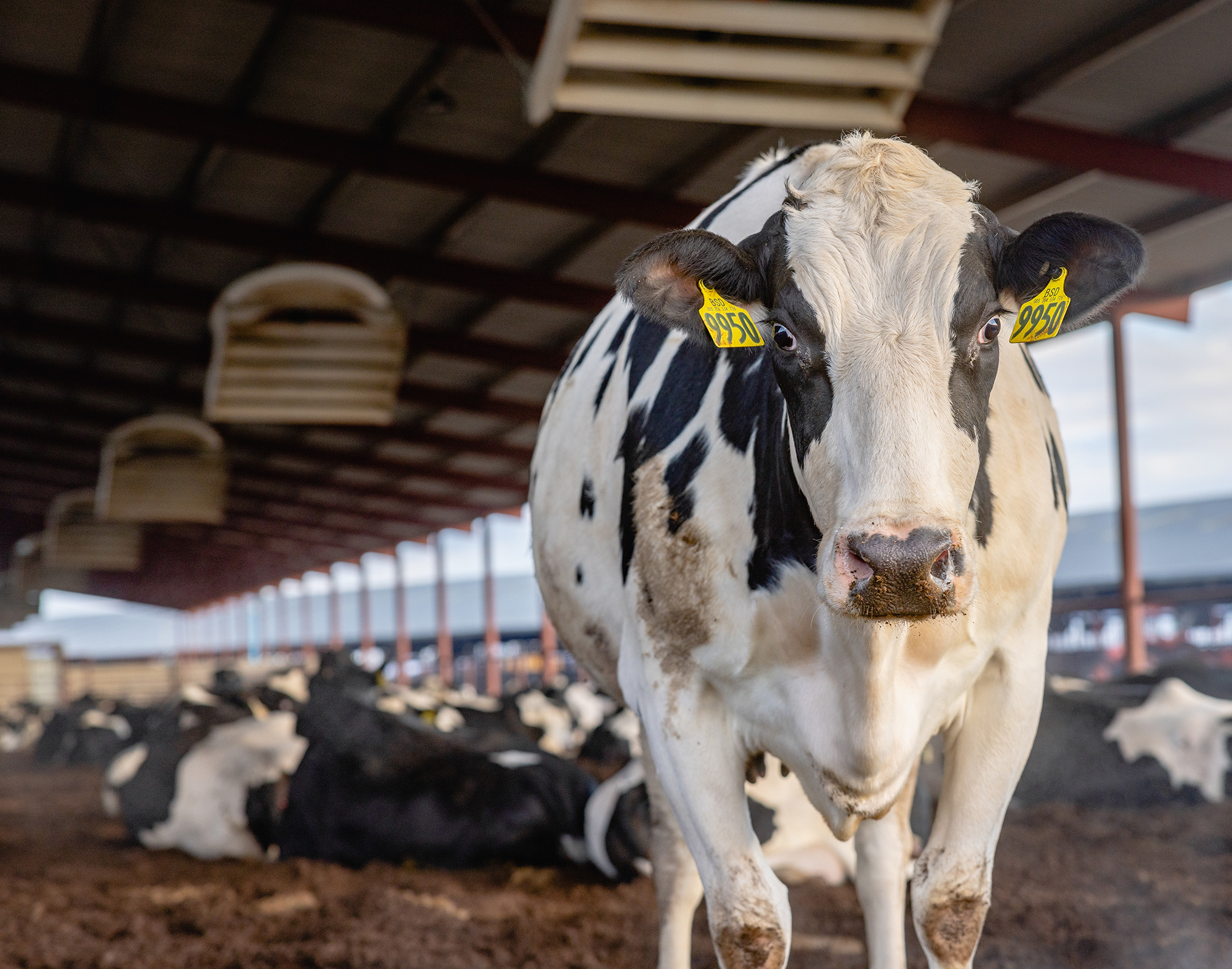 Terrain | Surplus Milk Has Evaporated, Supporting Higher Prices in Q4