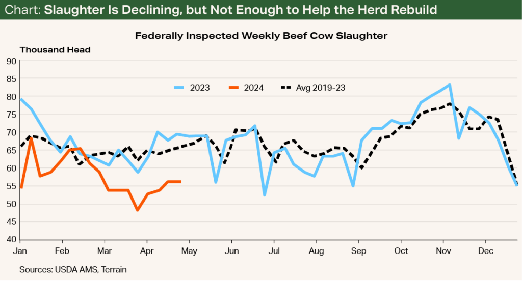 Terrain | Heifer Retention Won’t Outpace Cow Slaughter